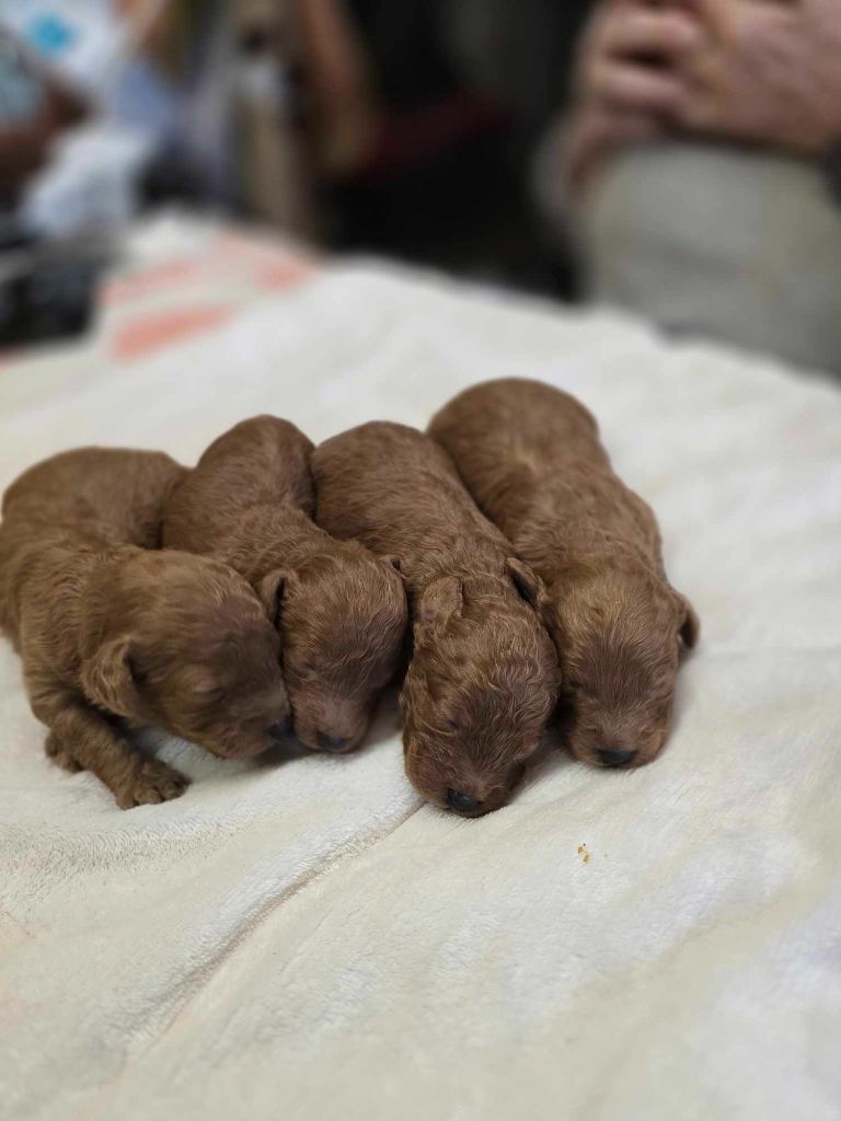 Chiots disponibles - Elevage de la Cascade Saint Nicolas - eleveur de ...